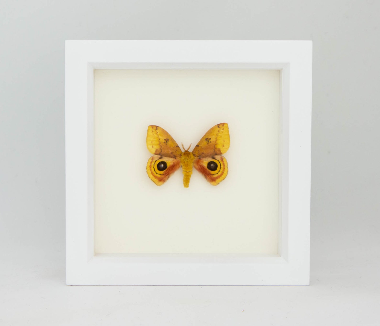 Preserved Yellow Moth False Eyes Real Insect - Etsy
