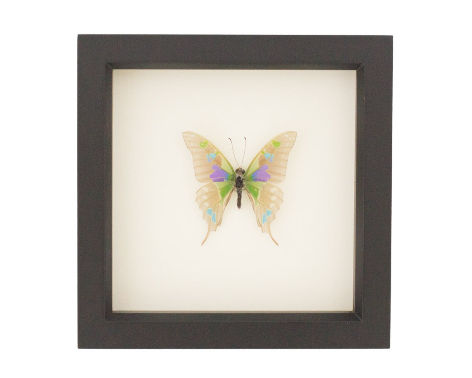 Real Framed Butterfly Skeleton Graphium Weiskei Oddity Display | Etsy