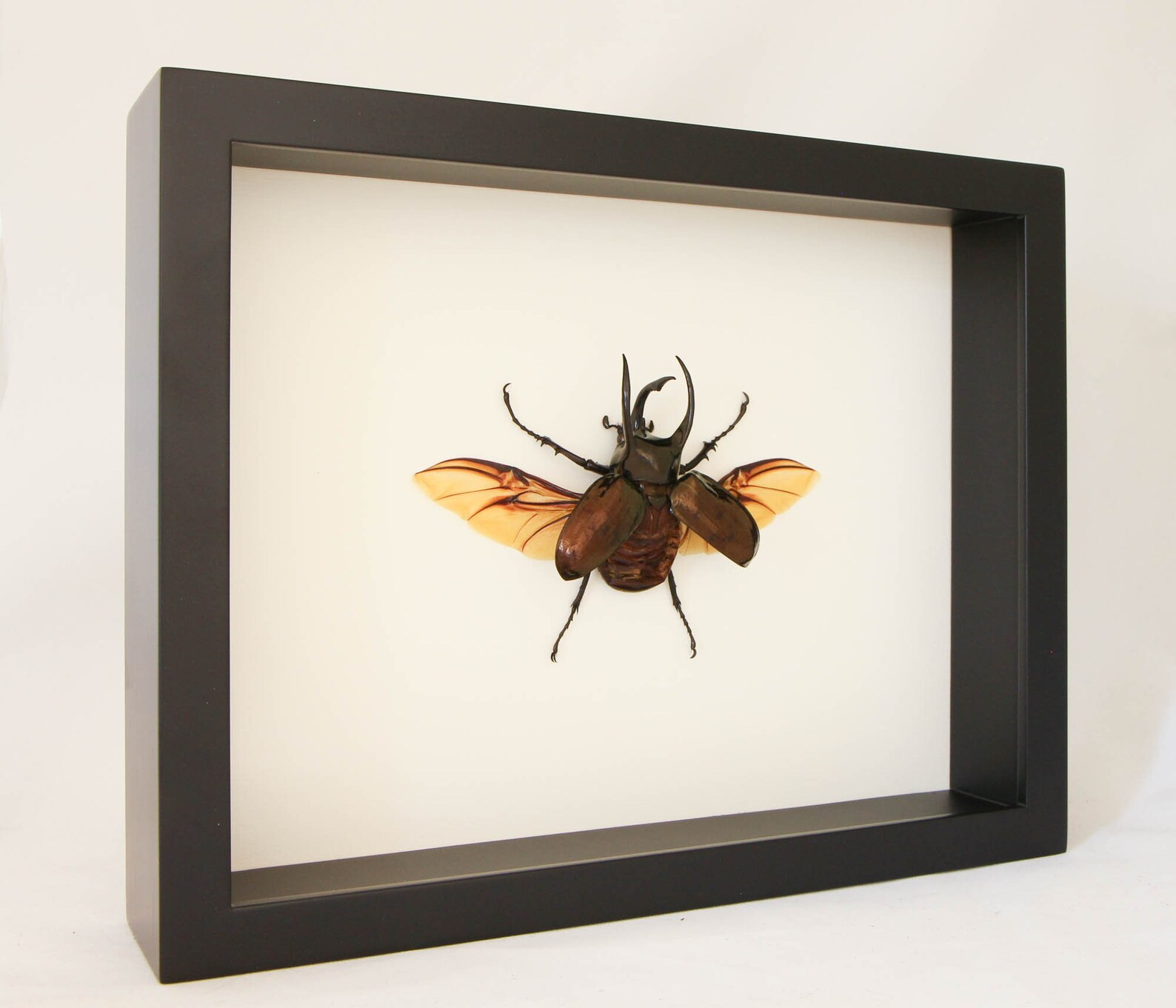 Framed Atlas Beetle Shadowbox Insect Chalcosoma atlas | Etsy