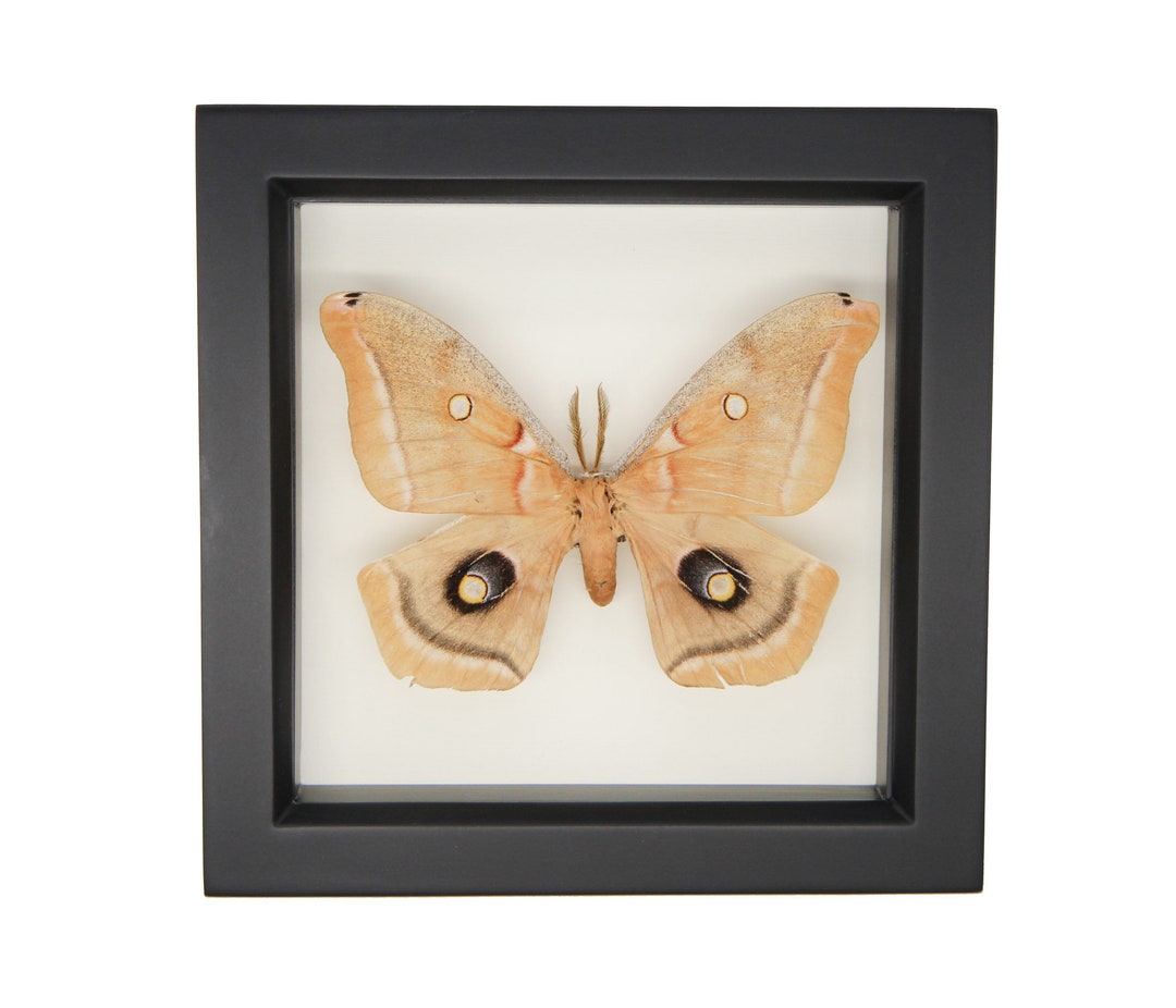 Framed Polyphemus Moth Display 6x6 223 - Etsy