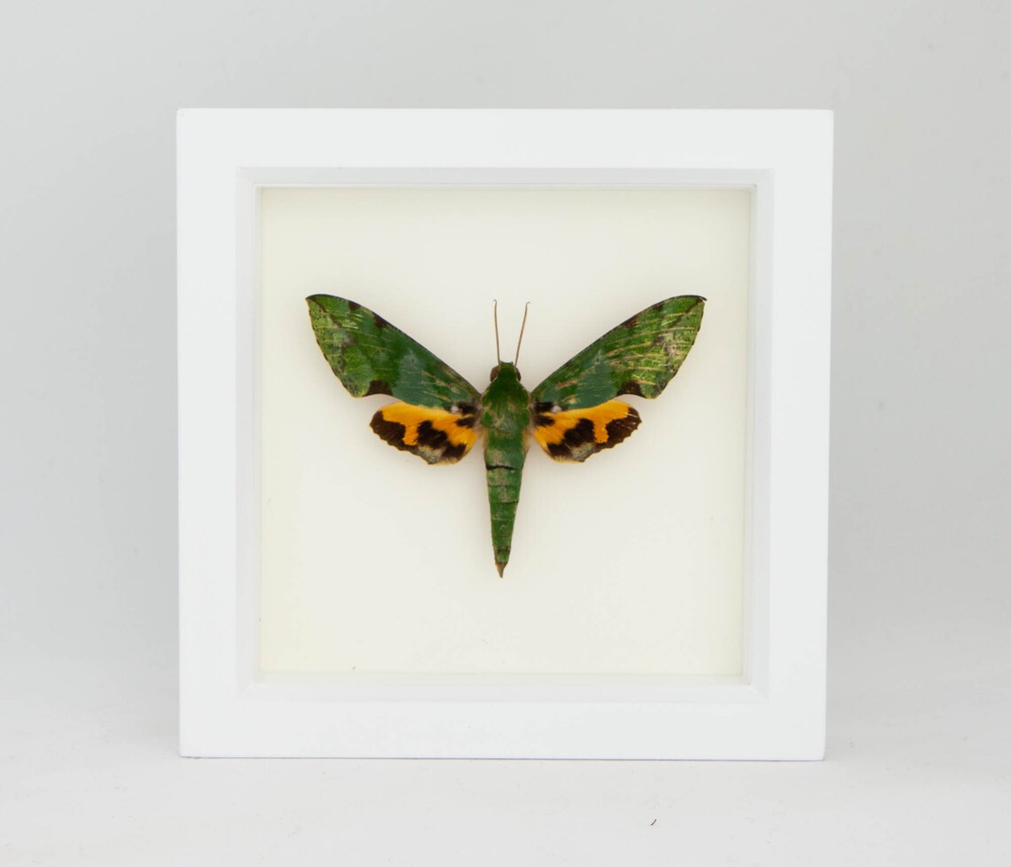 Mounted Moth Verdant Sphinx Insect Taxidermy - Etsy