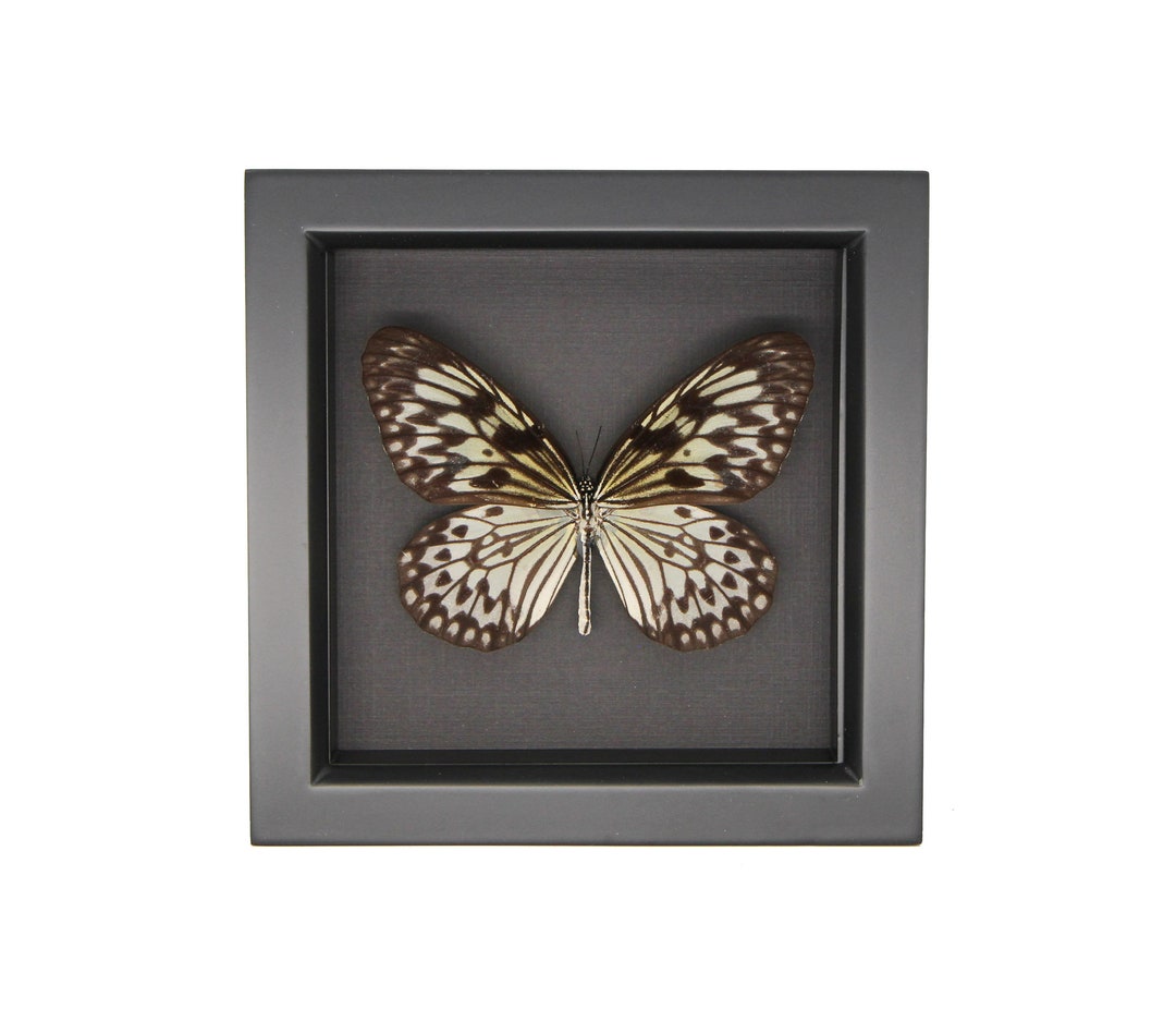Real Framed Butterflies Rice Paper Insect Display Black Background 6x6 ...