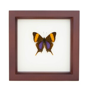 Framed Daggerwing Butterfly Display Insect Art 6x6 - Etsy