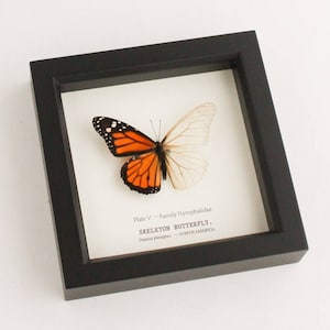 Real Monarch Butterfly Skeleton Science Oddity Curiosity - Etsy