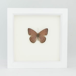 Real Insect Shadowbox Meadow Wanderer Butterfly Crenis Pechuelli - Etsy