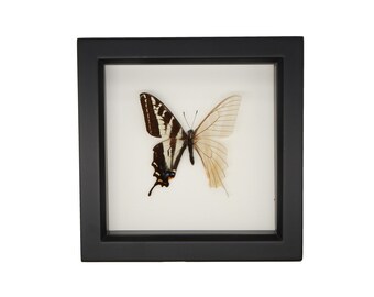 Real Framed Butterfly Skeleton Graphium Weiskei Oddity Display - Etsy