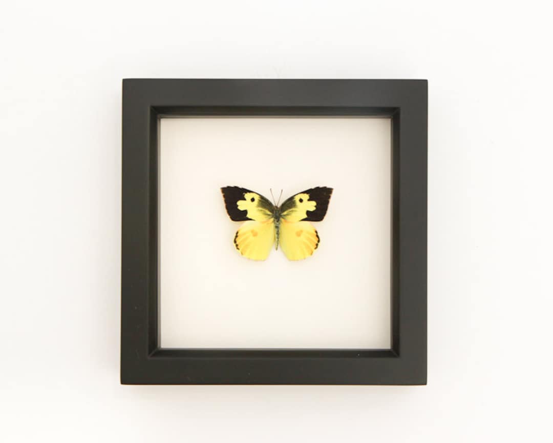 California State Butterfly Dogface Zerene Eurydice 6x6 Shadowbox ...