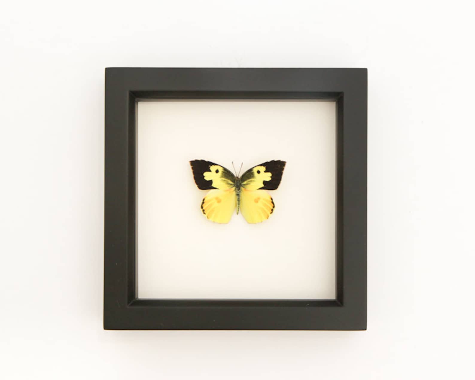 California State Butterfly Dogface Zerene Eurydice 6x6 - Etsy