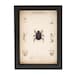 Preserved Scarab Beetle Anatomy Taxidermy Display - Etsy