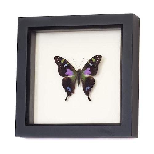 Framed Butterfly Black Background Graphium Weiskei 6x6 - Etsy