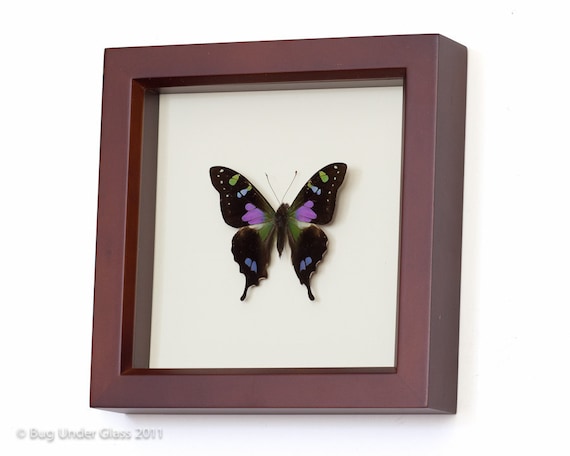 Purple Butterfly Frame