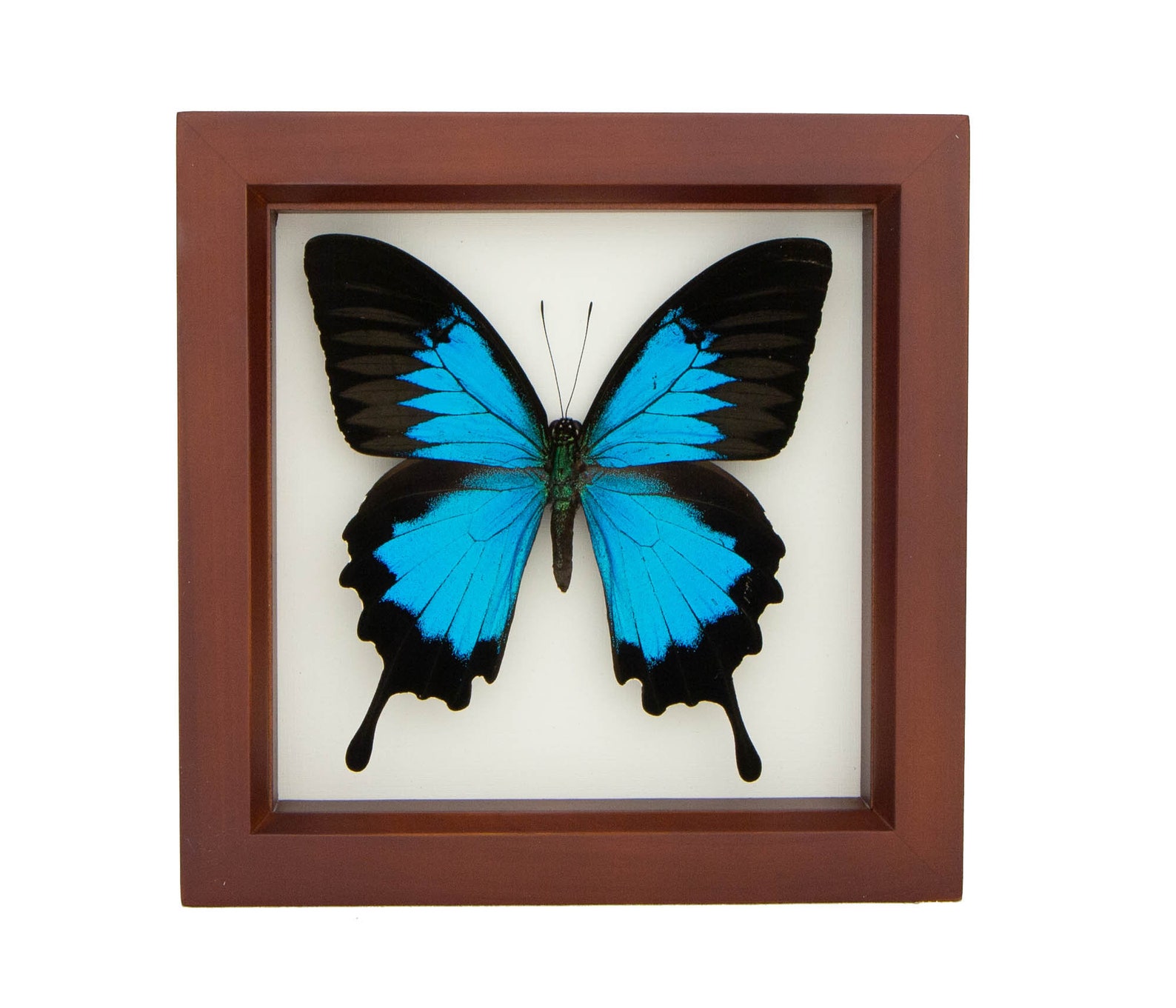 Real Butterfly Display Blue Mountain Butterfly 6x6 - Etsy
