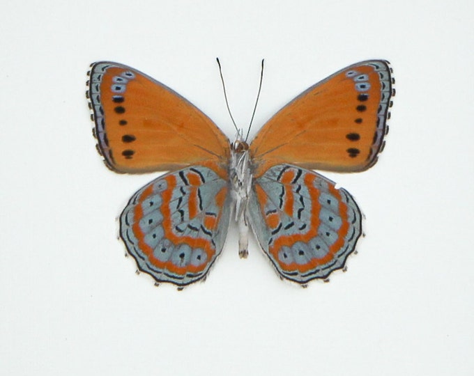Real Framed Butterfly Meadow Wanderer Shadowbox Taxidermy Sallya Crenis ...