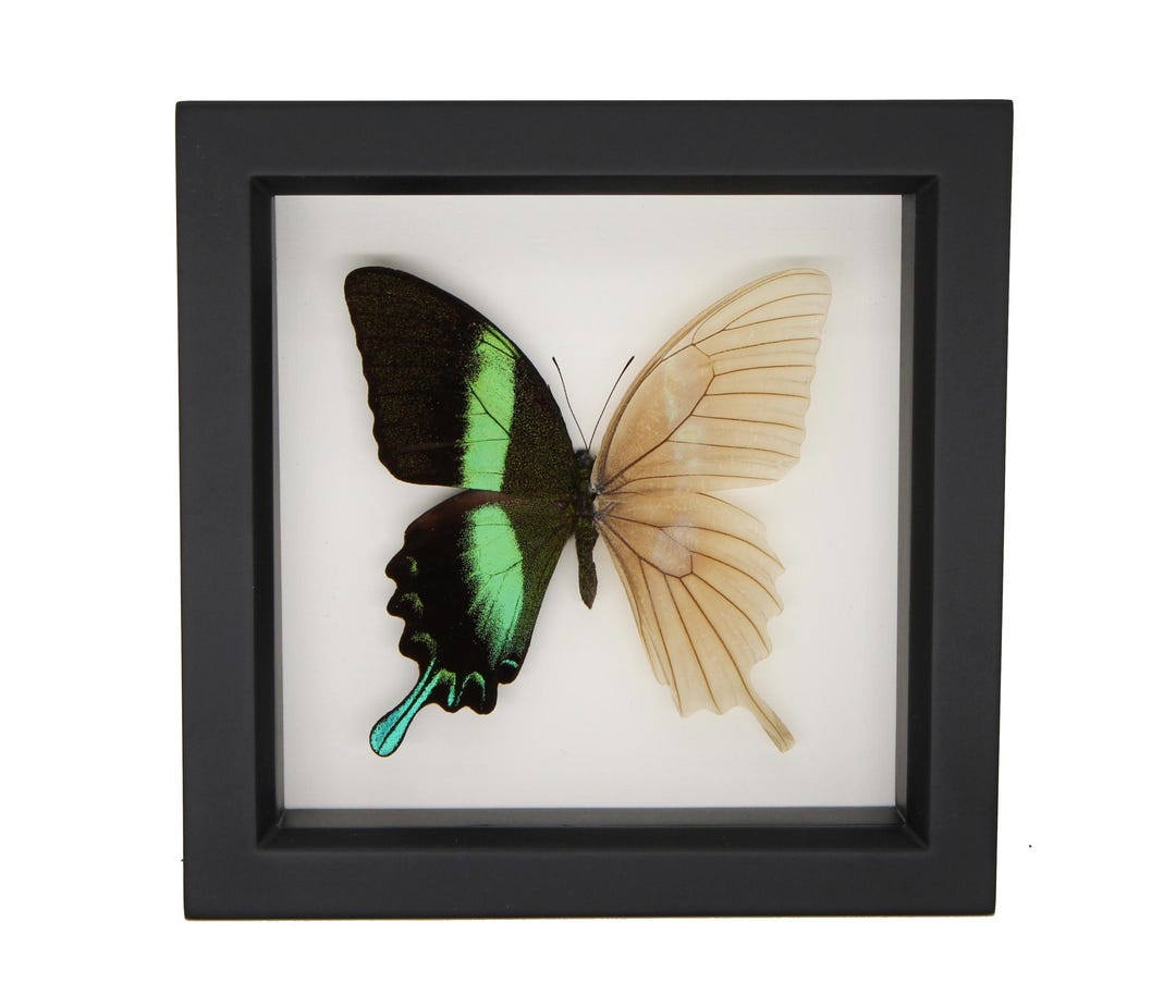 Real Framed Peacock Swallowtail Descaled Skeleton Oddity 6x6 704 - Etsy