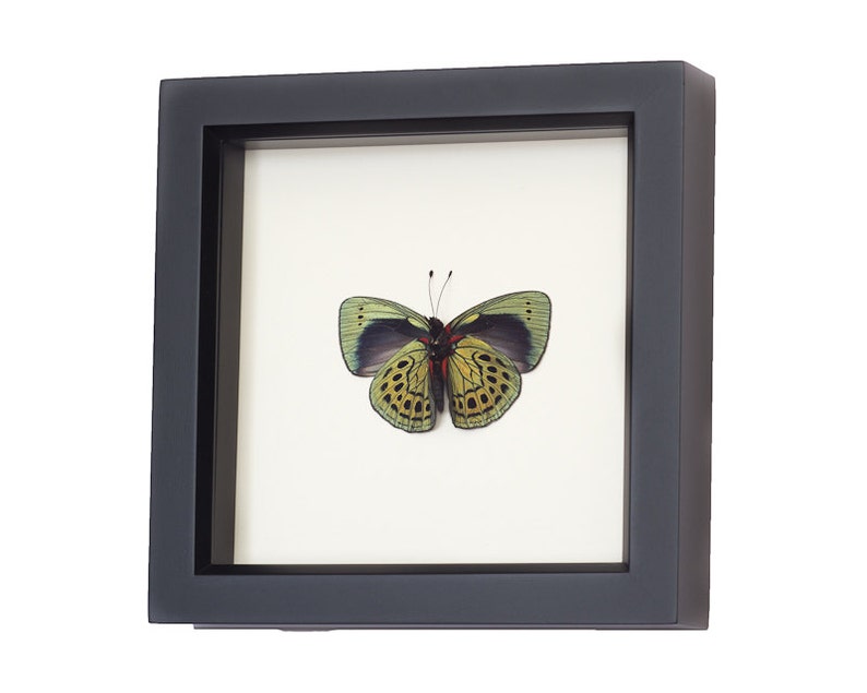Real Framed Butterfly Charles Darwin Specimen Callithea - Etsy