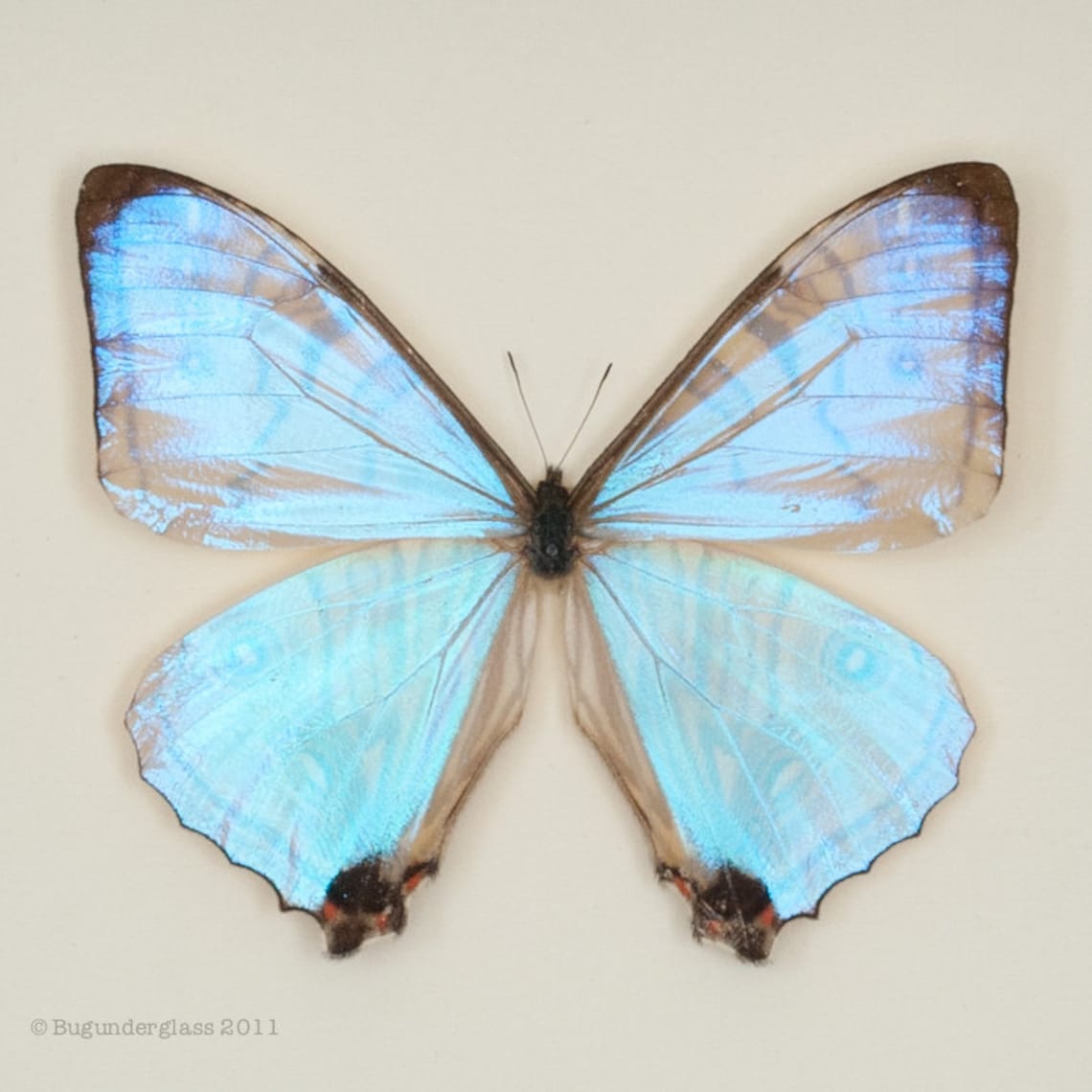 Real Blue Morpho Pearl SULKOWSKI Framed Butterfly Display - Etsy