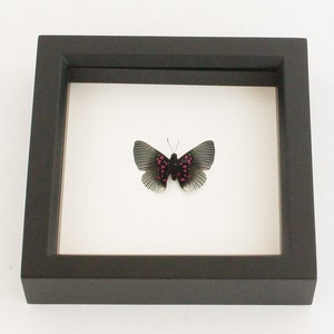 Butterfly Taxidermy Polkadot Apollo Metalmark - Etsy