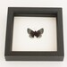 Butterfly Taxidermy Polkadot Apollo Metalmark - Etsy