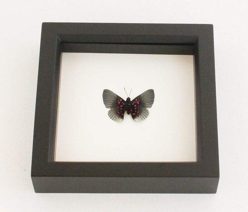 Butterfly Taxidermy Polkadot Apollo Metalmark | Etsy