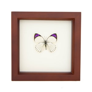 Framed Purple Tip Butterfly Colotis Ione 6x6 - Etsy