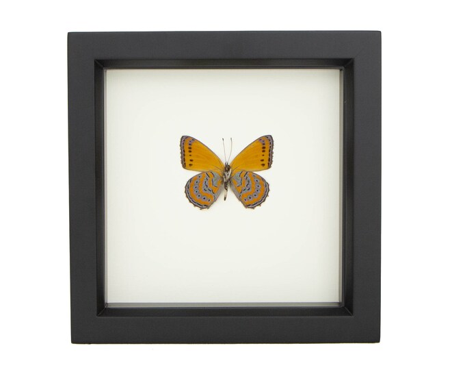 Real Framed Butterfly Display Meadow Wanderer Sallya Crenis Pechuelli ...