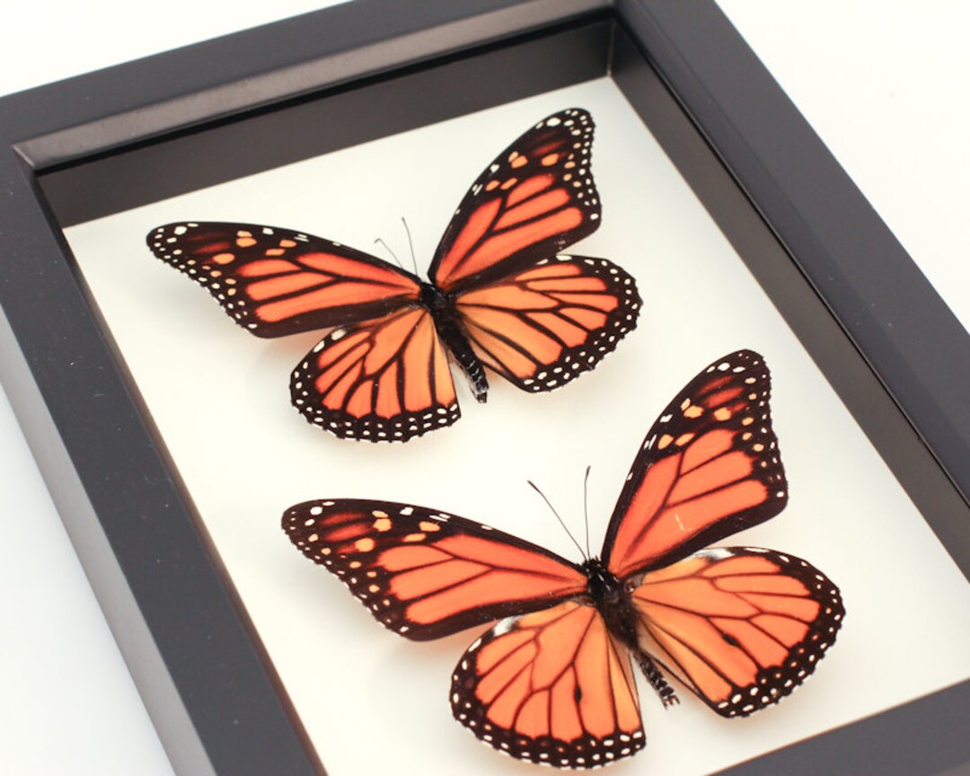 Framed Monarch Male and Female Shadowbox Butterfly Display 6x8 - Etsy