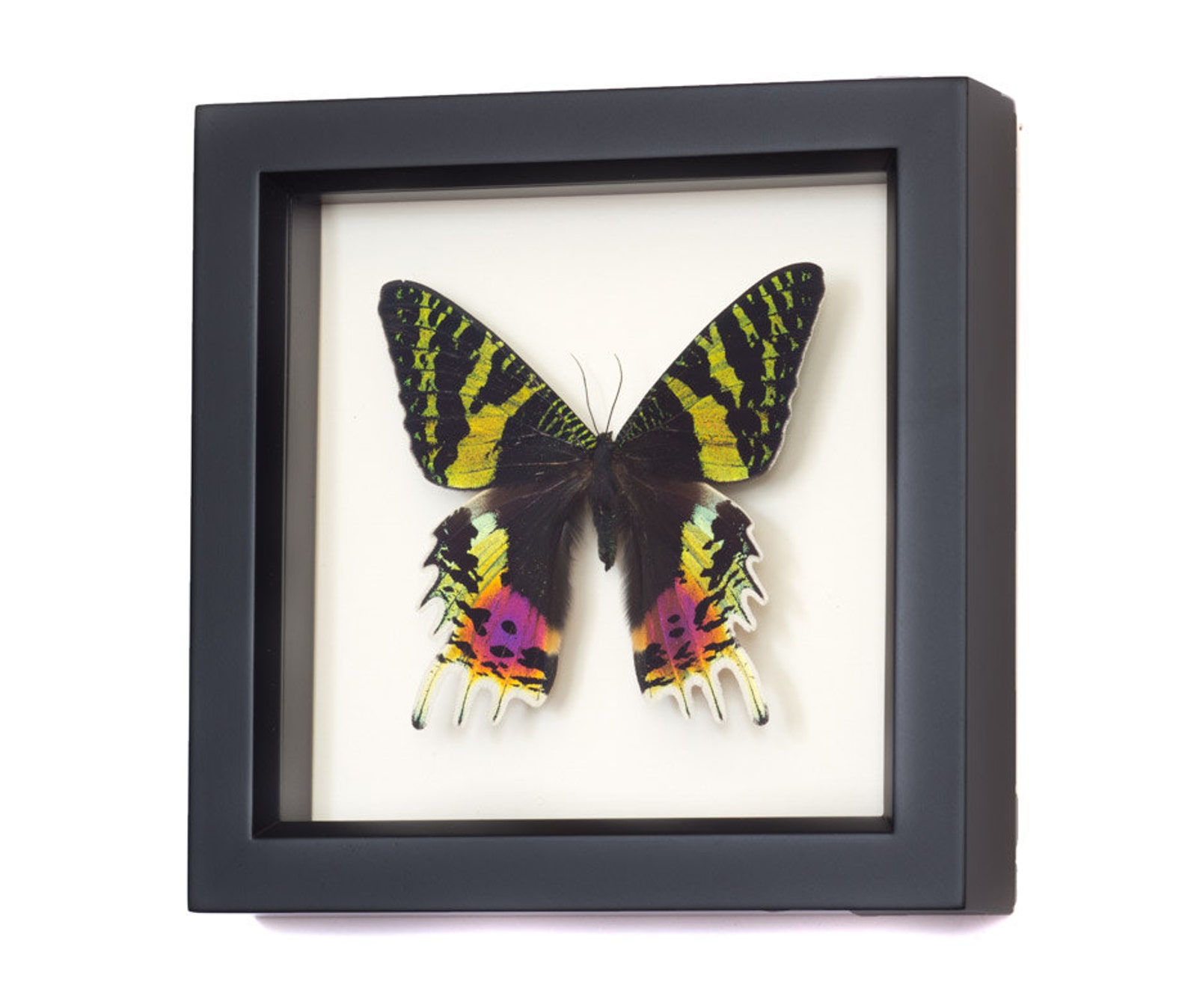 Framed Moth Display Madagascar Sunset Insect Taxidermy - Etsy