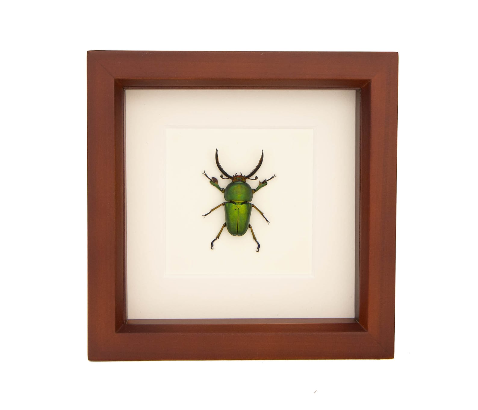 Real Framed Beetle Insect Display Archival Quality | Etsy