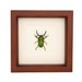 Real Framed Beetle Insect Display Archival Quality - Etsy