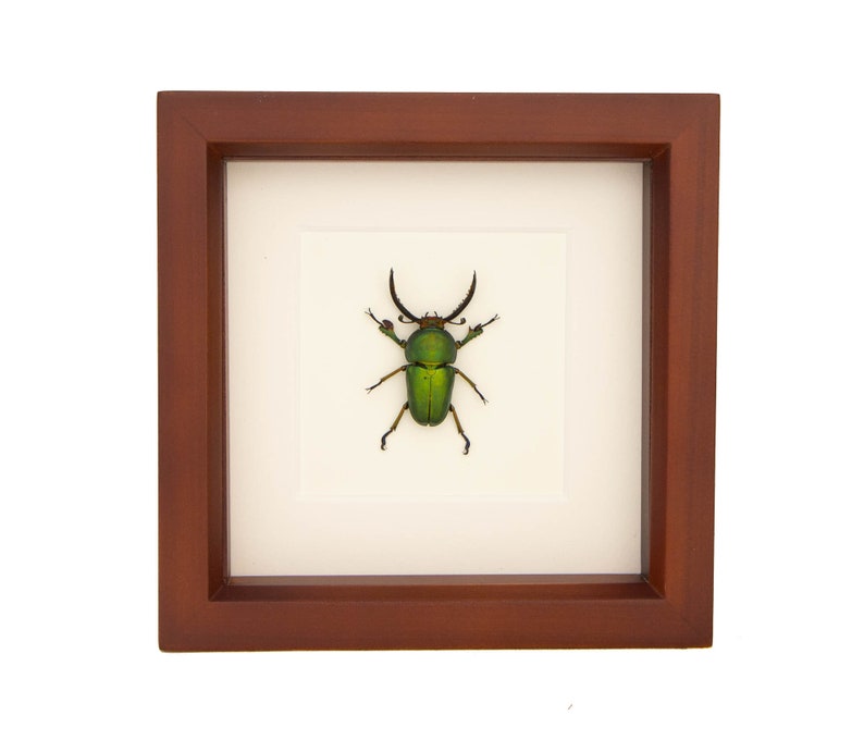Real Framed Beetle Insect Display Archival Quality - Etsy