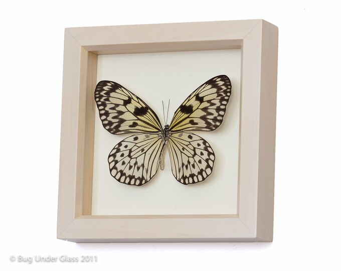 Real Rice Paper Butterfly Idea Leuconoe - Etsy