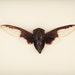 Real Batwing Cicada Insect From Thailand 6x8 - Etsy