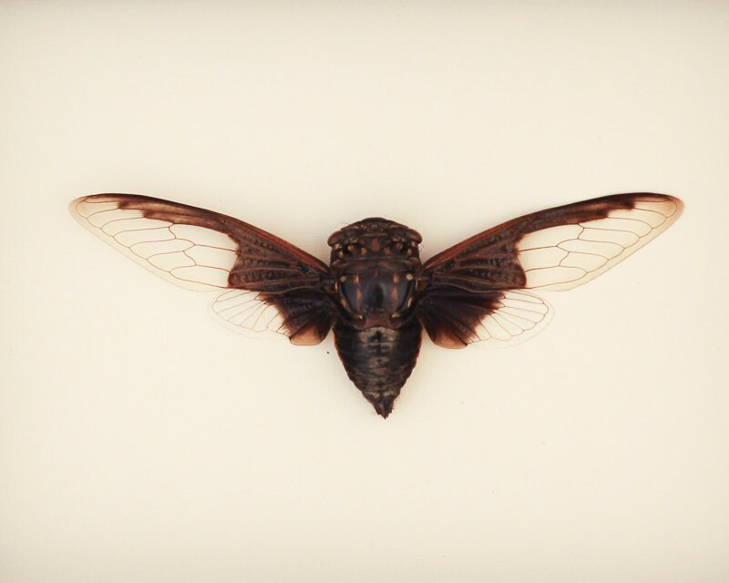 Real Batwing Cicada Insect From Thailand - Etsy