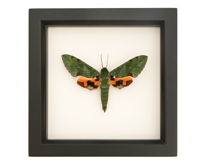 Real Framed Moth Verdant Sphinx Moth Display Taxidermy 6x6 - Etsy
