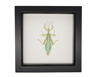 Wood Frame Insect Display Walking Leaf - Etsy