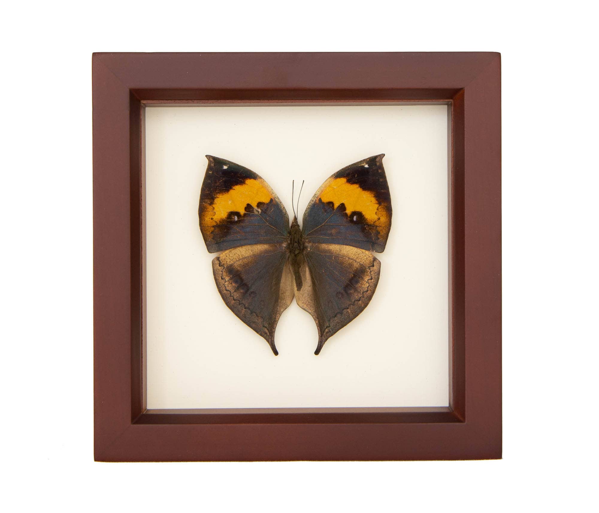 Taxidermy & Curiosities natural. taxidermy Handmade round wooden frame ...