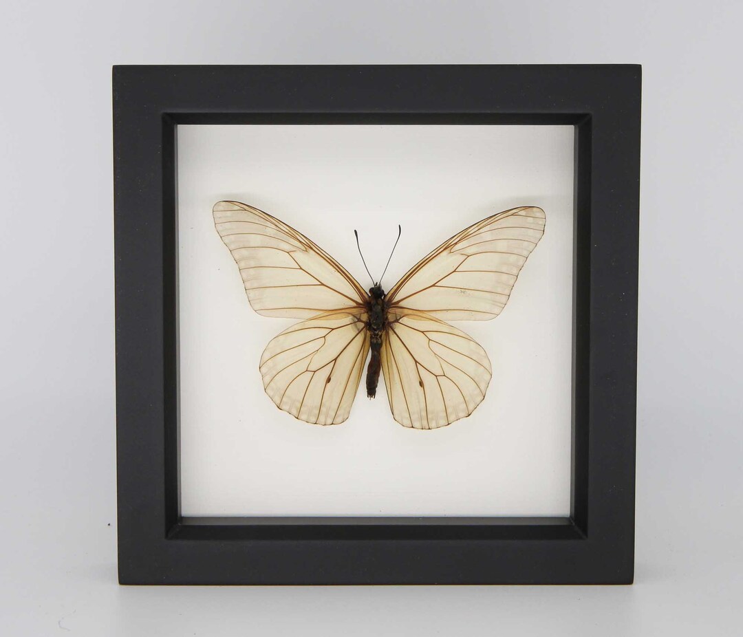 Real Monarch Butterfly Skeleton Insect Oddity Curiosity 6x6 512 - Etsy