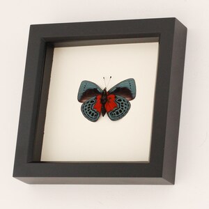 Framed Butterfly Callithea Optima Insect Display - Etsy