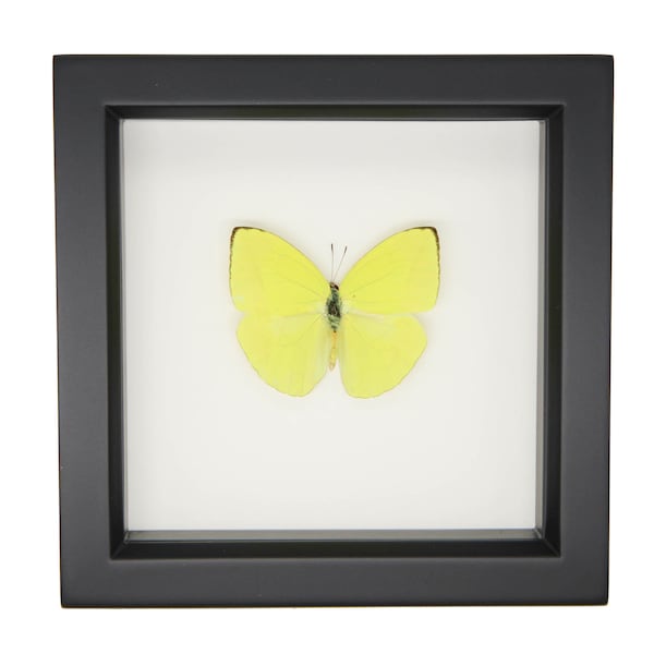 Preserved Butterfly Cases - Etsy