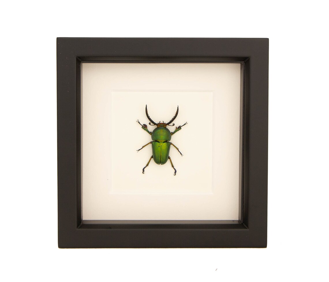 Real Framed Beetle Insect Display Archival Quality | Etsy
