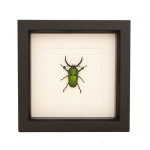 Real Framed Beetle Insect Display Archival Quality - Etsy