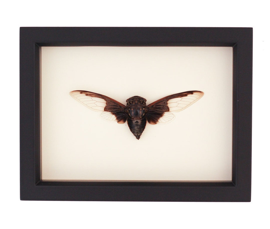 Real Batwing Cicada Insect From Thailand 6x8 - Etsy