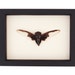 Real Batwing Cicada Insect From Thailand 6x8 - Etsy