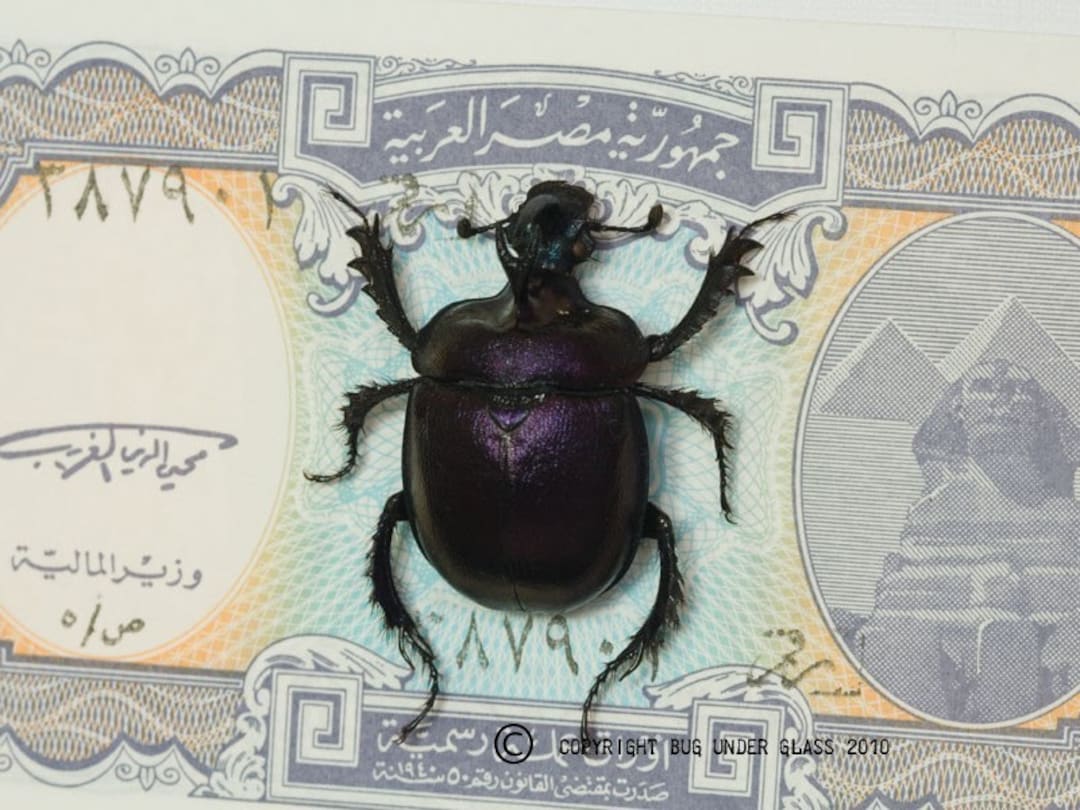 Purple Scarab Beetle With Real Egyptian Money Insect Display - Etsy