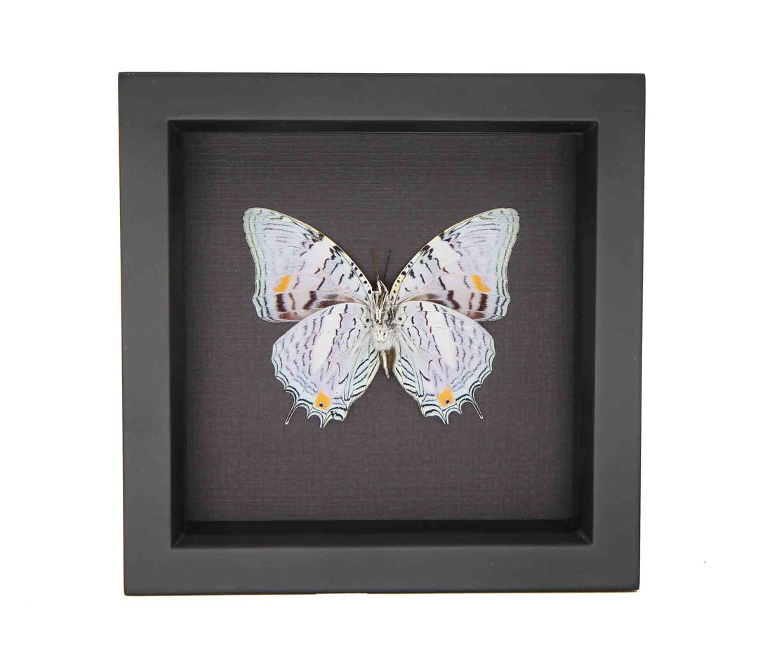 Framed Butterfly Narrow Lined Beauty Black Background 6x6 - Etsy
