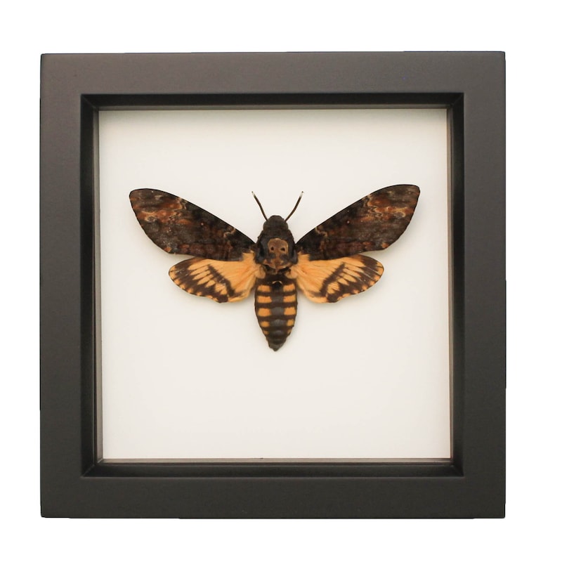 Moth in Frame - Etsy