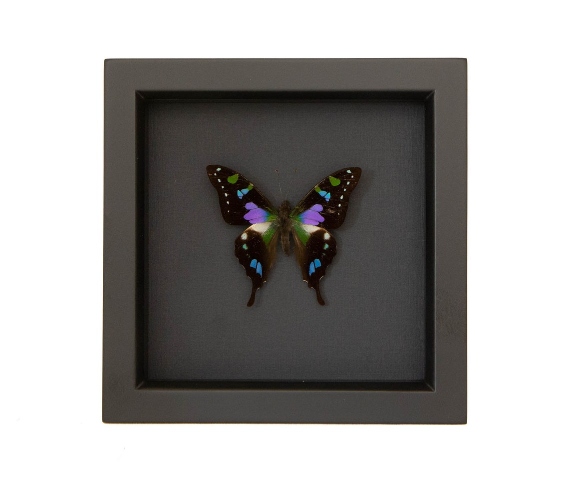 Framed Butterfly Black Background Graphium Weiskei 6x6 - Etsy