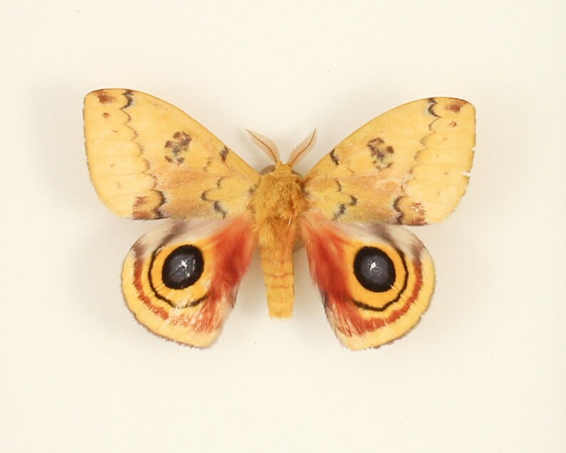 Preserved Moth False Eyes Real Insect - Etsy