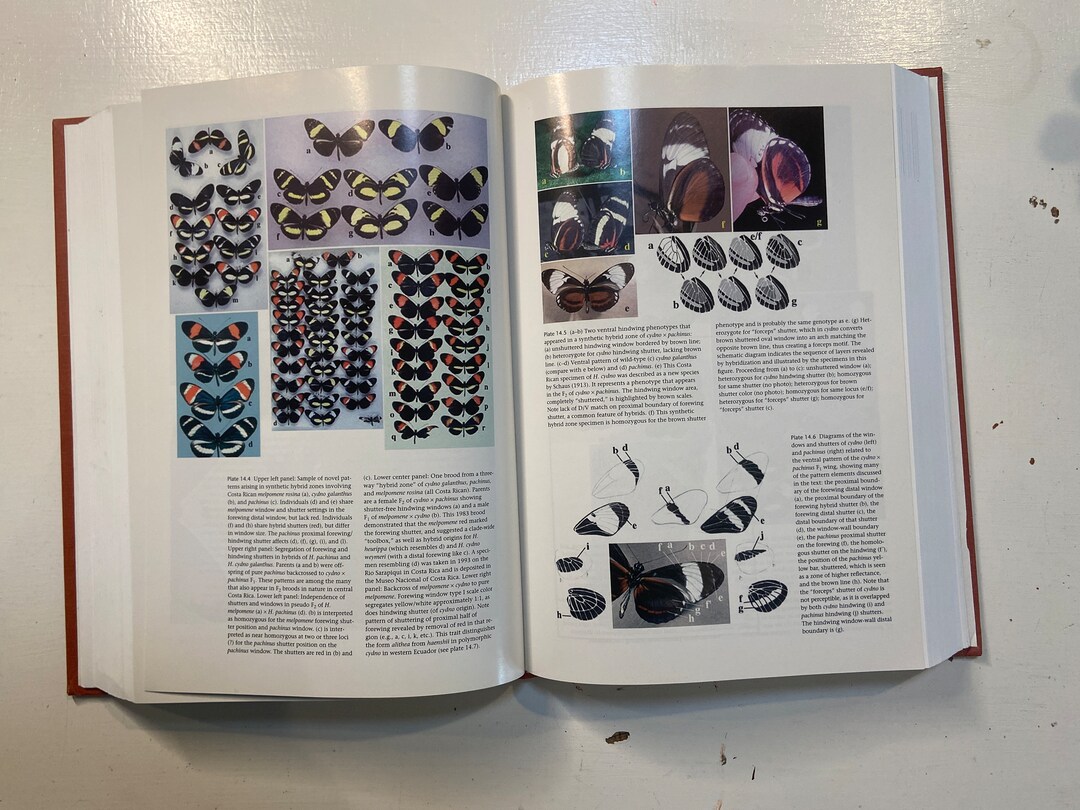 Insect Textbook Butterflies: Ecology and Evolution Taking Flight Book ...