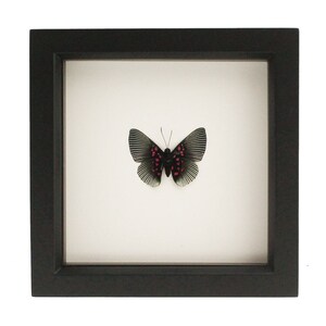 Butterfly Taxidermy Polkadot Apollo Metalmark - Etsy